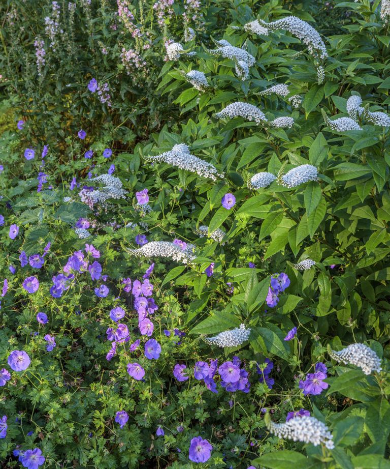 This is the ‘somber’ color combination to avoid in your garden | Homes ...