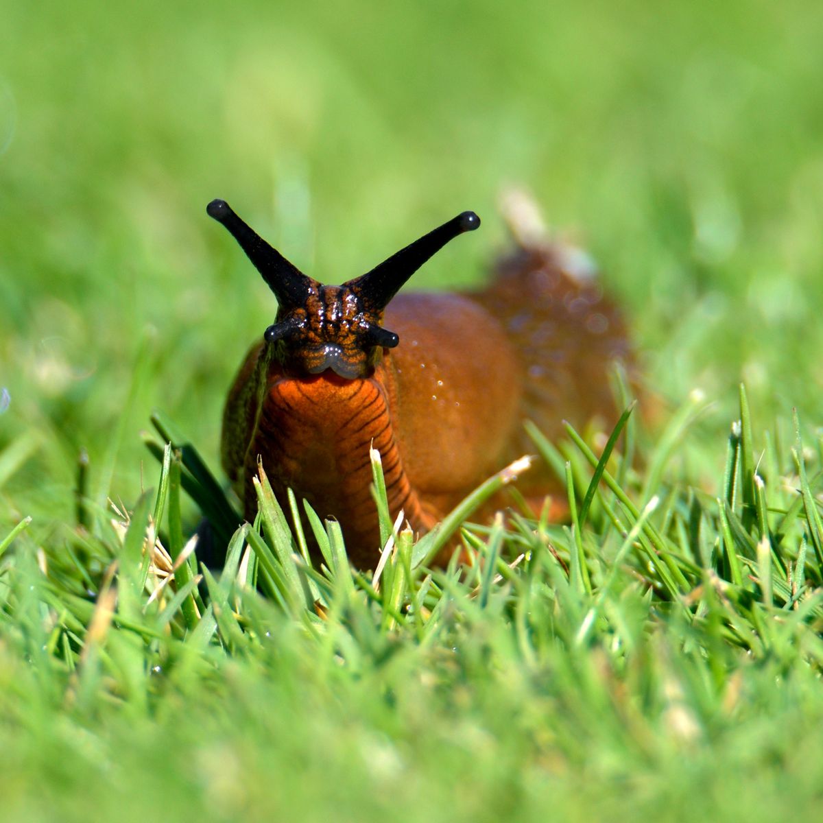 Gardening expert Daisy Payne reveals cheap slug repelling tip | Ideal Home