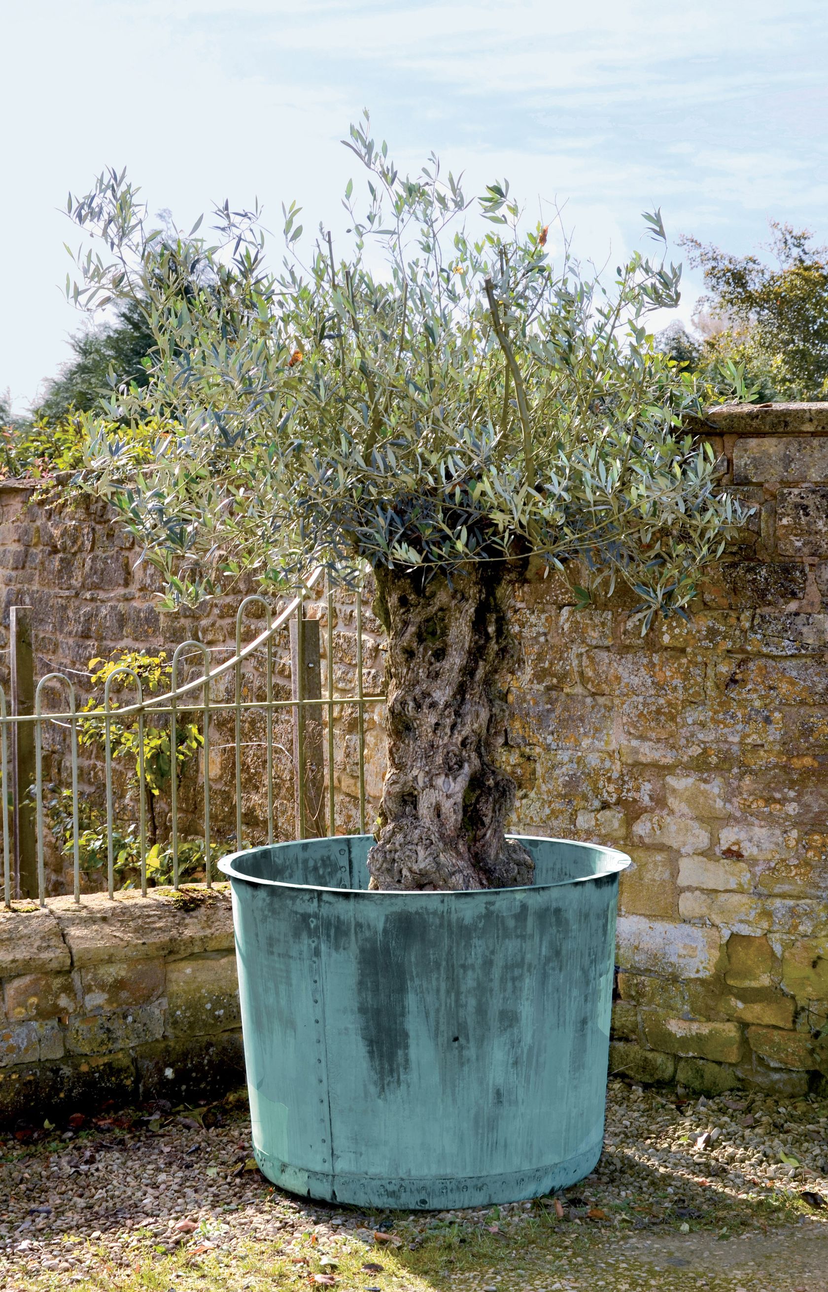 Best trees for small gardens: find the ideal pick for your space ...