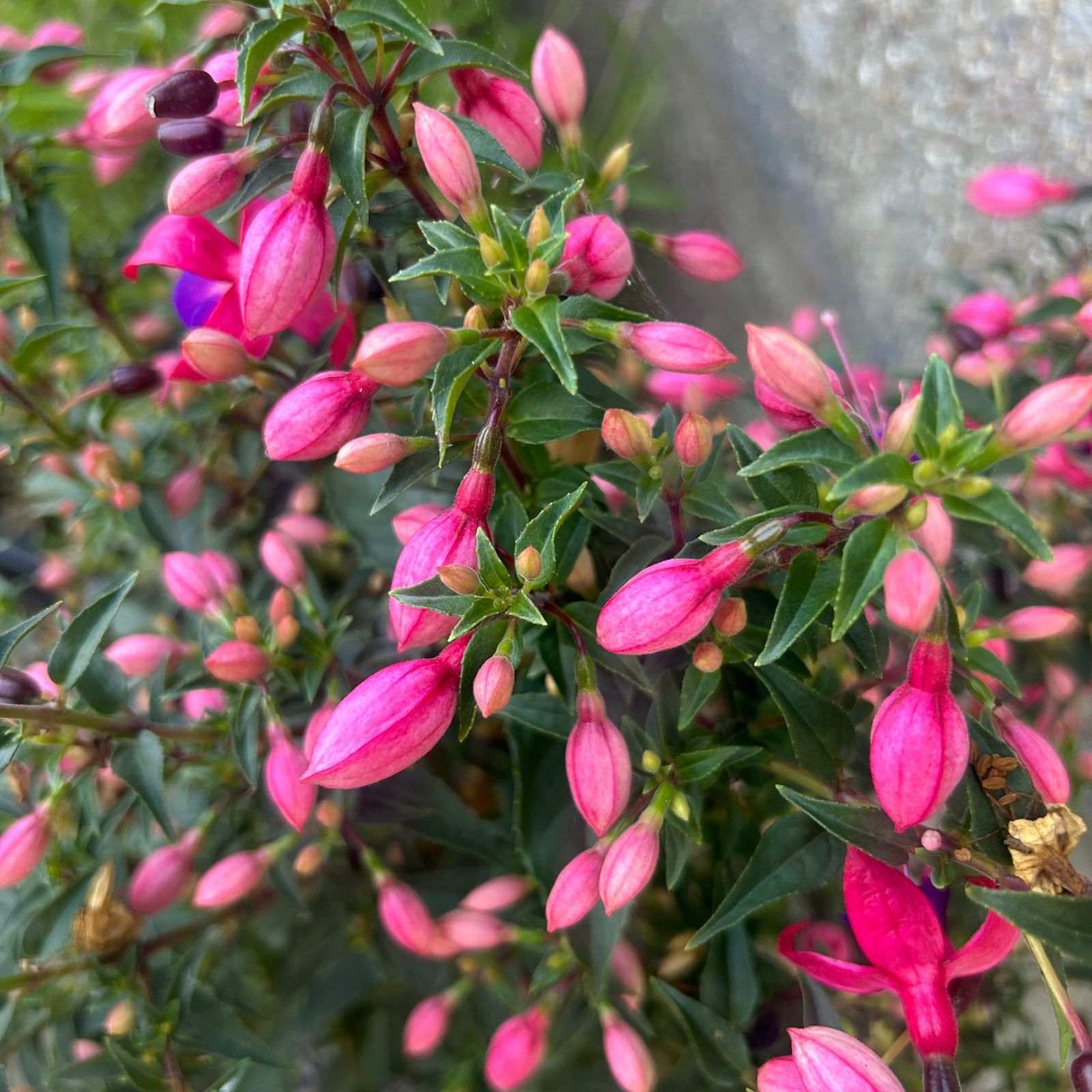 How to overwinter fuchsias – help them survive the cold | Ideal Home