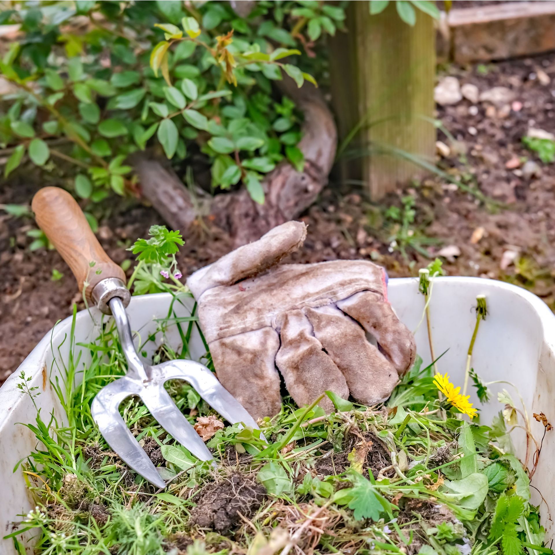Can boiling water kill weeds? What you need to know about the hack ...