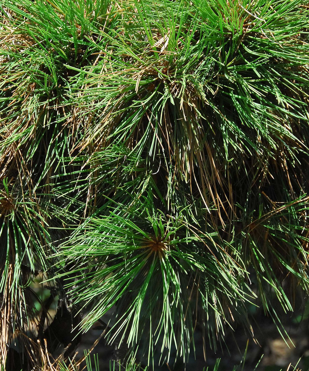 Ponderosa pine care and growing guide: tips for these trees | Gardeningetc
