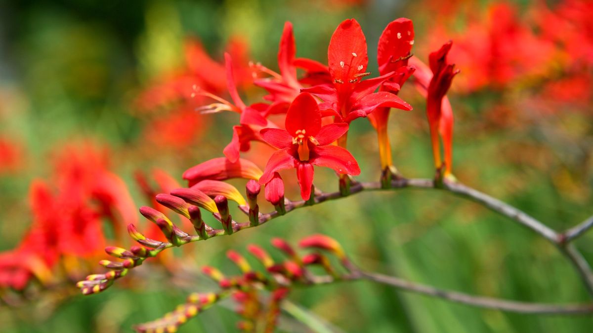 Crocosmia varieties: 16 gorgeous types of montbretia to try | Homes and ...