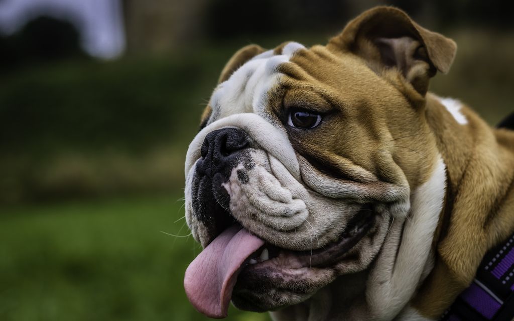 23 brachycephalic dog breeds and their health issues | PetsRadar