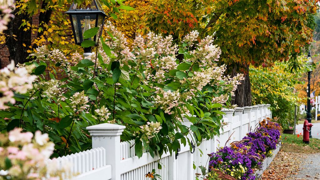 Best fall flowers and plants: 14 top choices for late color | Gardeningetc