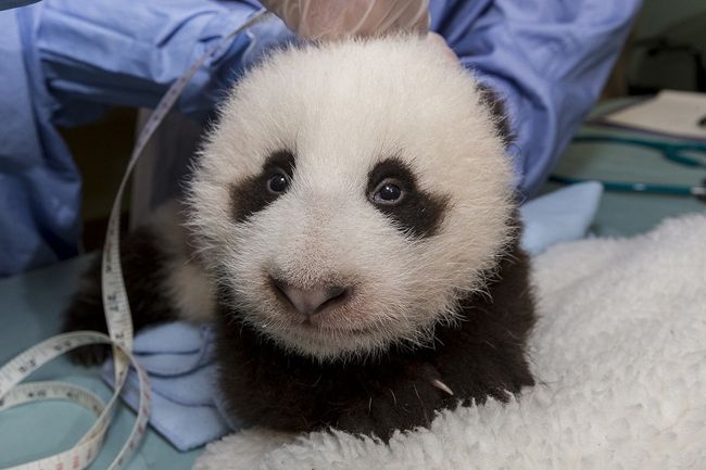 Baby Panda Pics: See a Cub Growing Up | Live Science
