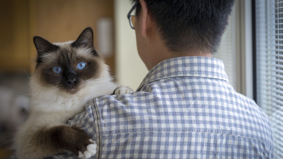 Birman cats: 32 things you didn’t know about this breed | PetsRadar