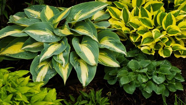 7 plants that grow back every year | Tom's Guide