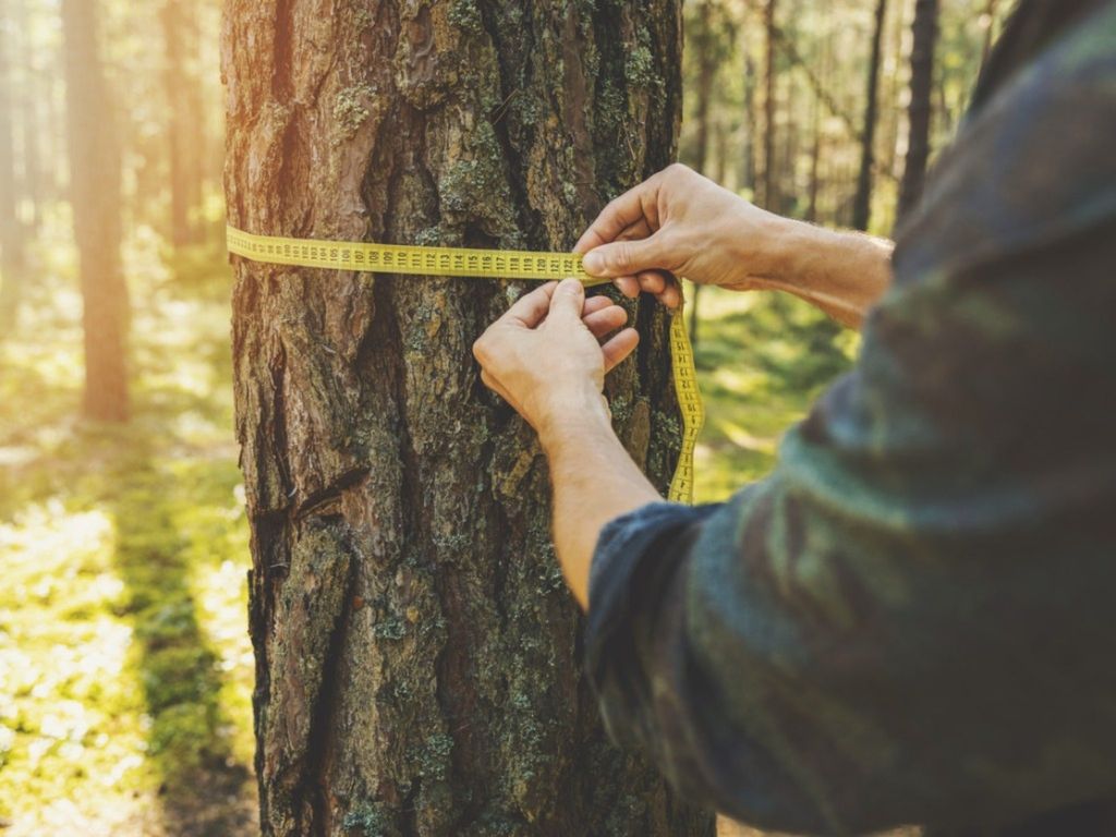 How To Calculate The Age Of A Tree | Gardening Know How