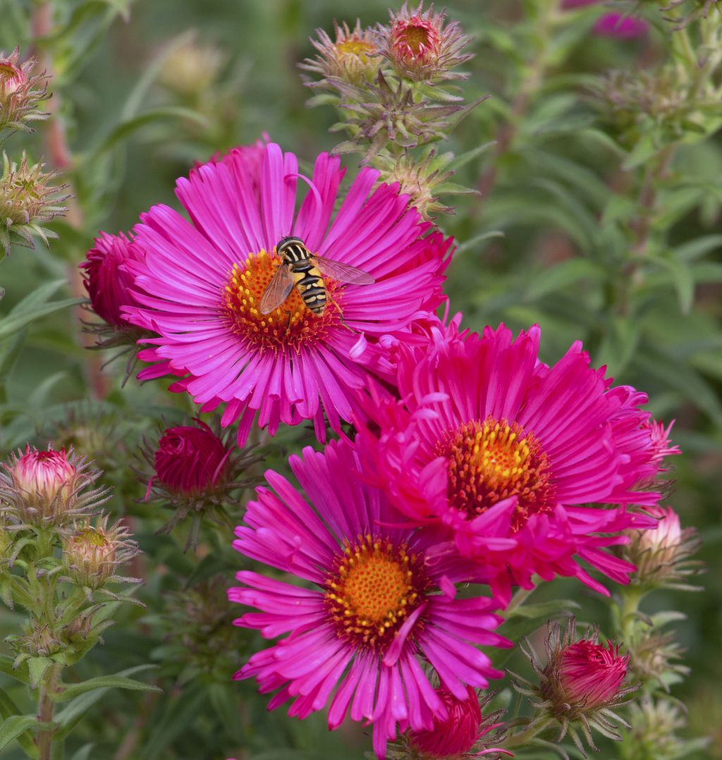 Autumn plants: the best plants to add seasonal colour | Real Homes