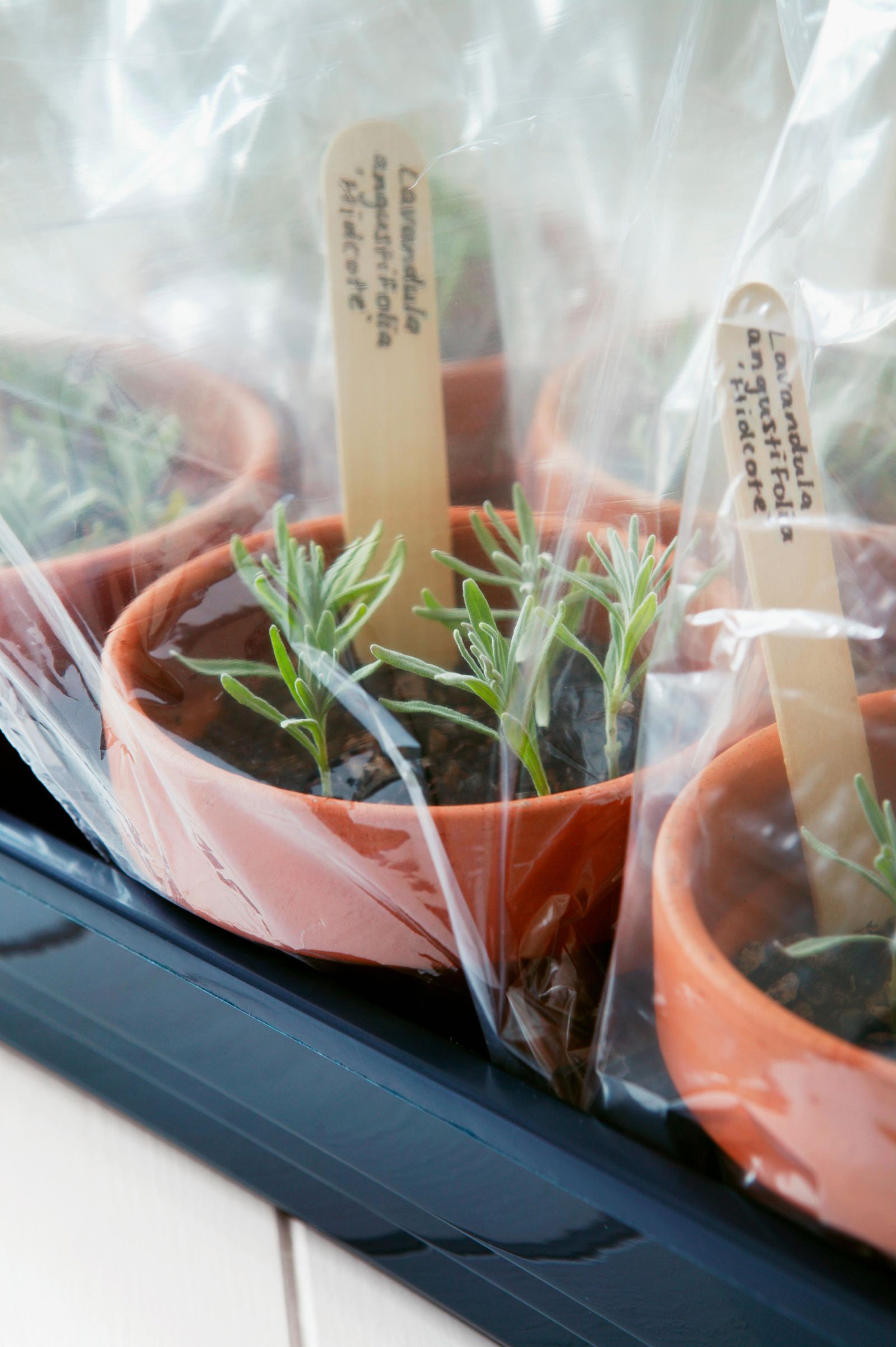 How to take cuttings from plants: follow our expert advice | Gardeningetc