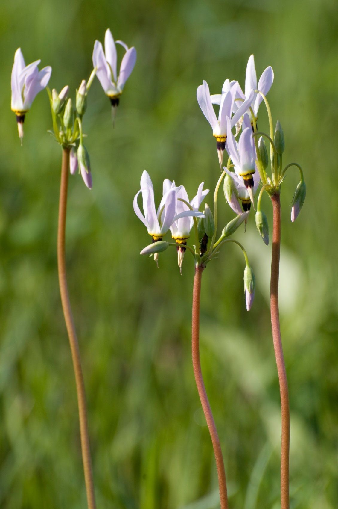 Common Shooting Star Plant: Growing Shooting Star Wildflower ...