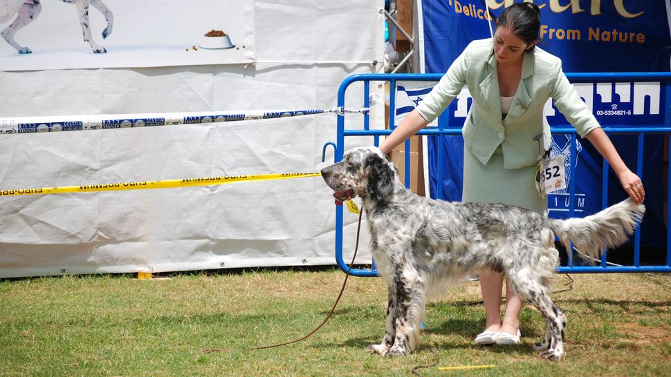 32 popular show breed dogs | PetsRadar