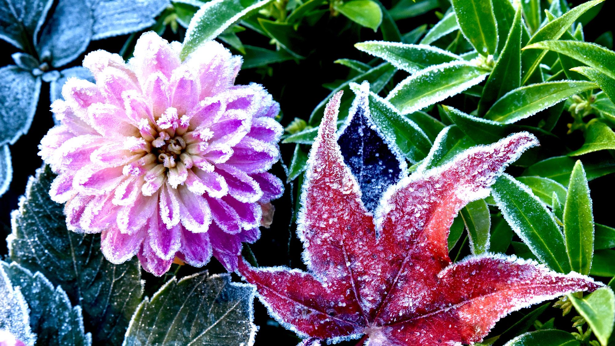 How To Protect Flowers From Frost: Keep Flowers Blooming | Gardening ...