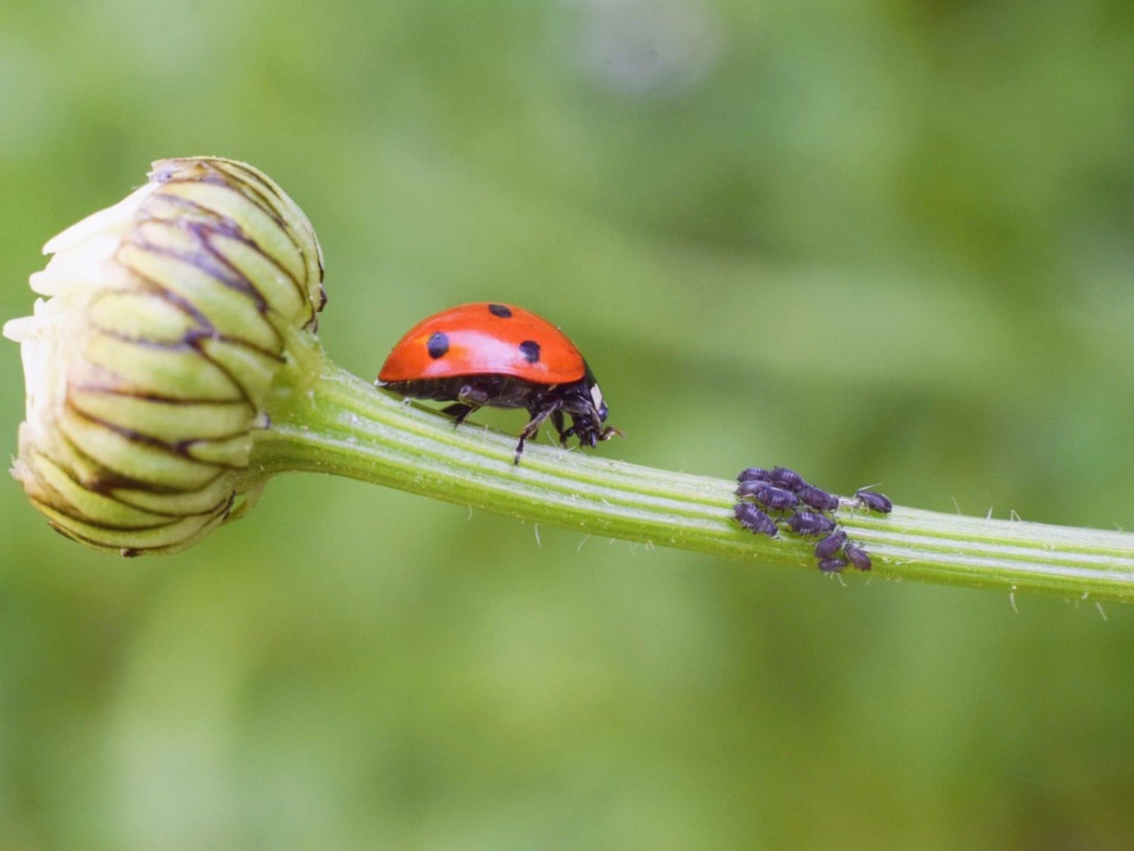 Natural Gardening: Organic Pest Control | Gardening Know How