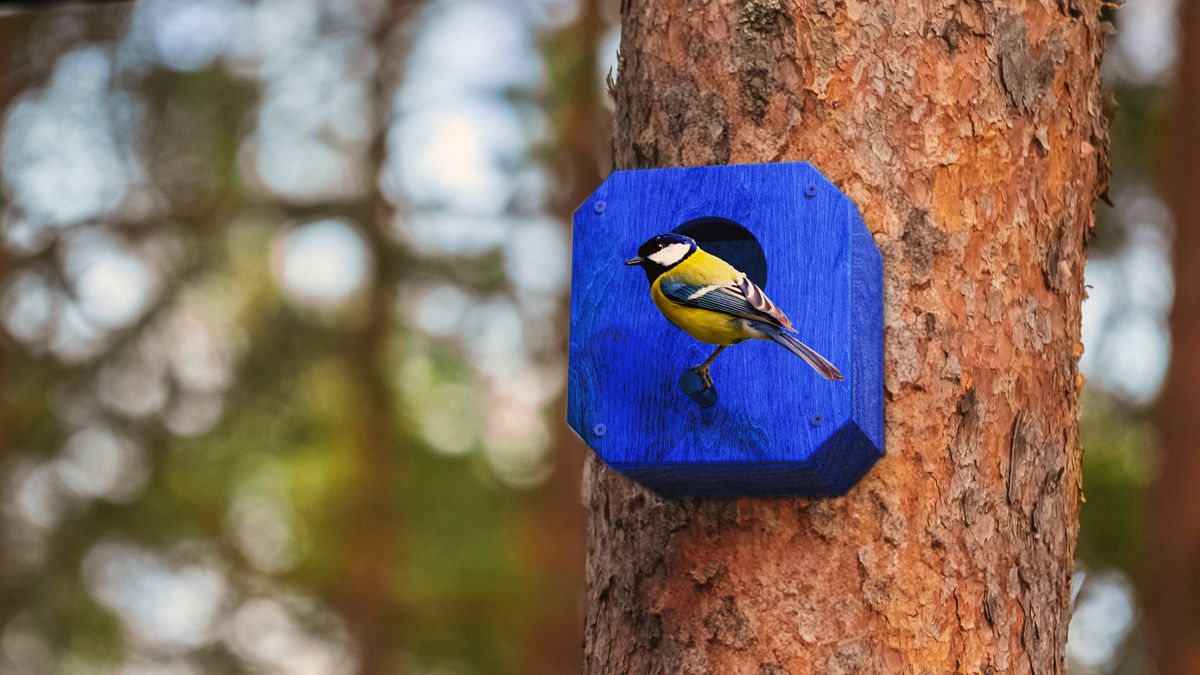 "This rebrand was a real high-wire act": How we Made the RSPCA's new ...