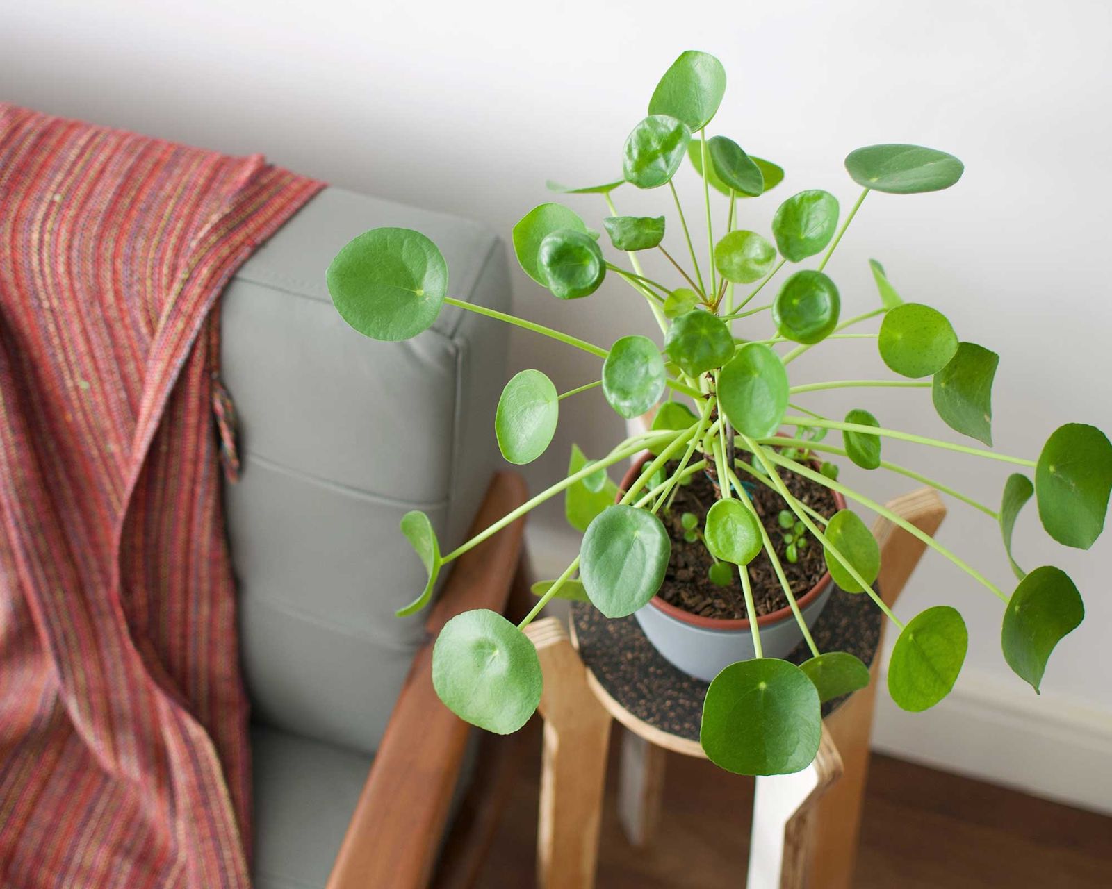 How to care for a Chinese money plant — 8 pro tips | Real Homes