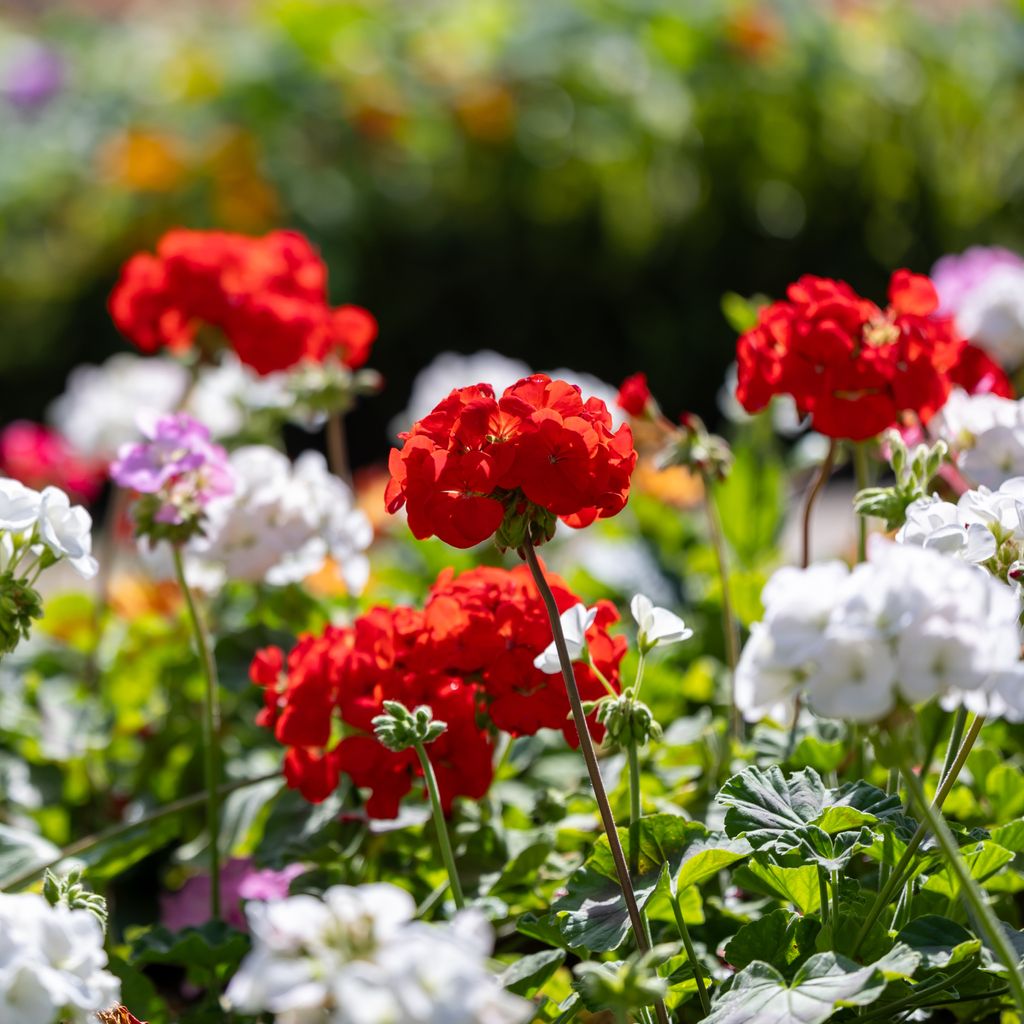 Tips & Information about Geraniums | Gardening Know How