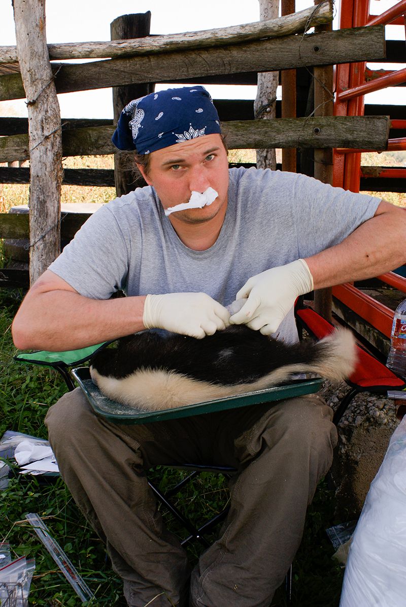 Ancient Climate Change Affected Skunks' DNA | Live Science