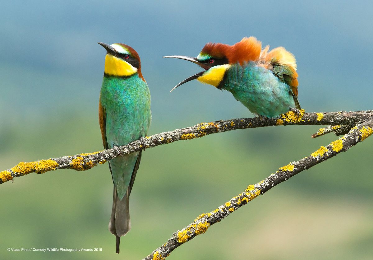 Have a giggle at the winning photo from the Comedy Wildlife Photography ...