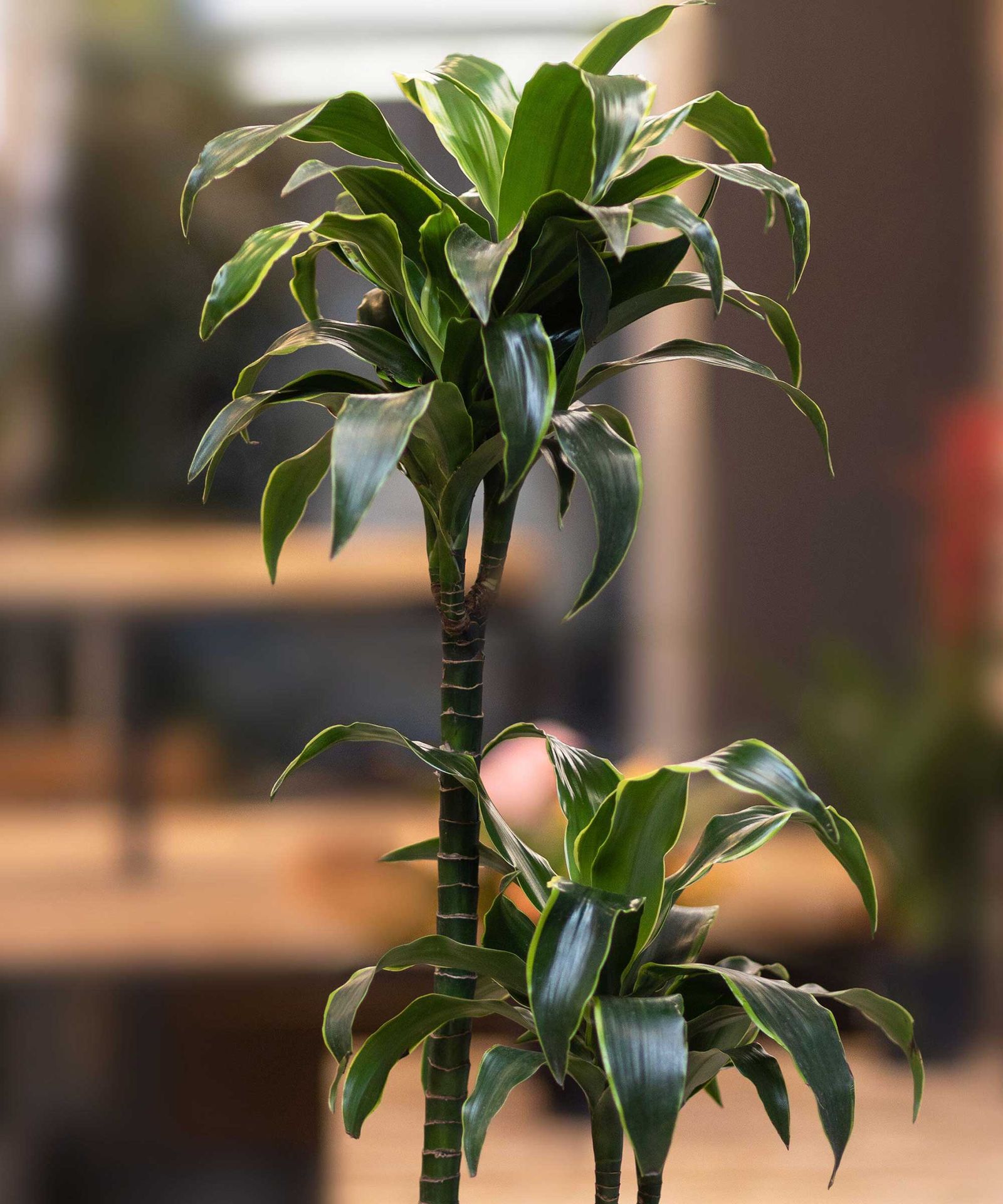 Best tall houseplants — 10 gorgeous lofty picks for indoors | Real Homes