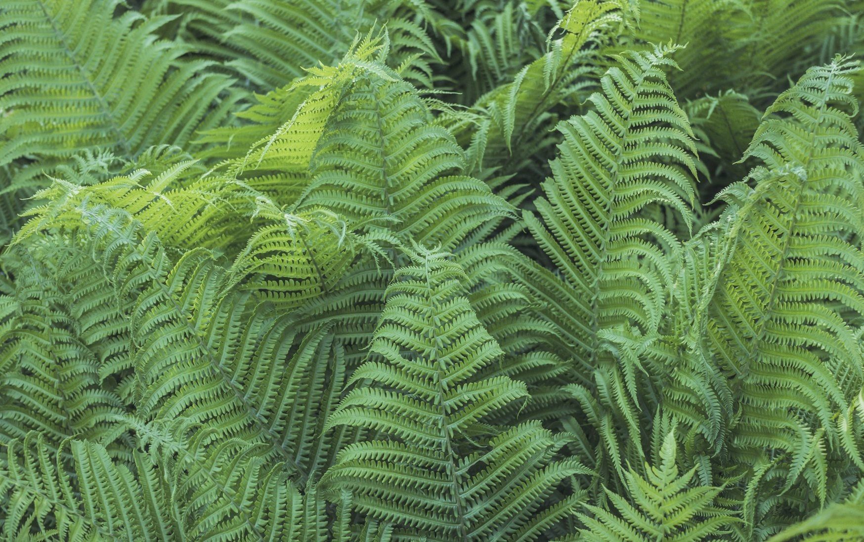 Fertilizer For Garden Ferns: Tips On Feeding Outdoor Fern Plants ...