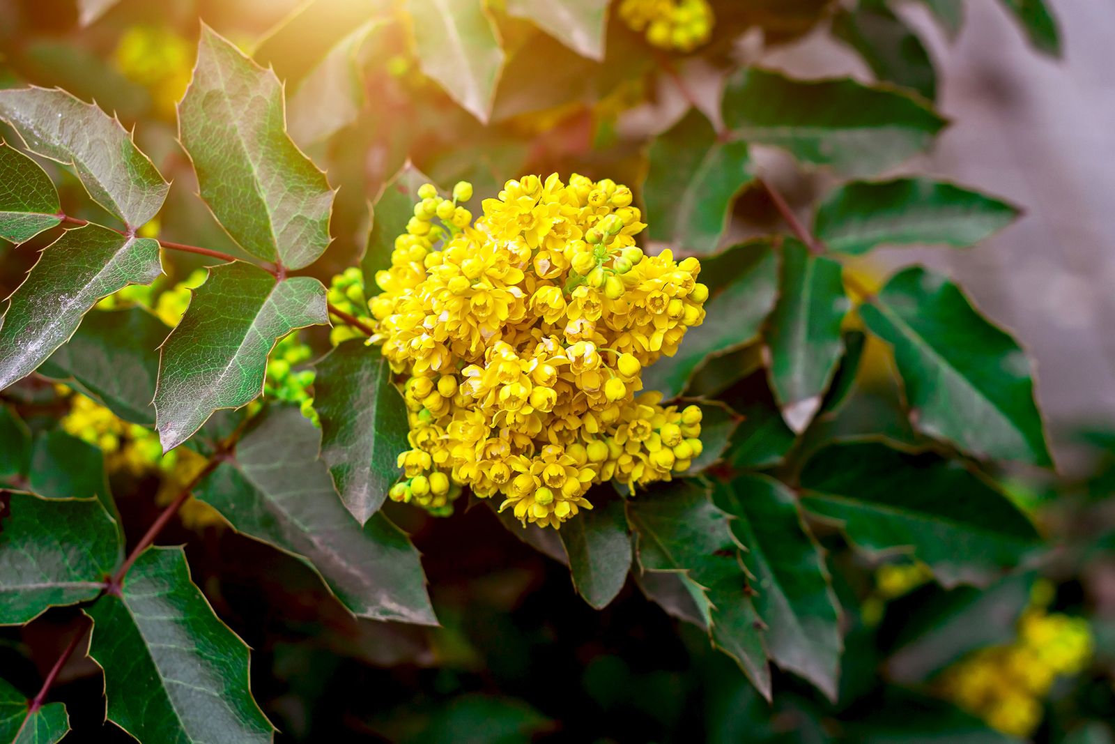 Best flowering shrubs: 13 blooming shrubs to add to a garden | Homes ...