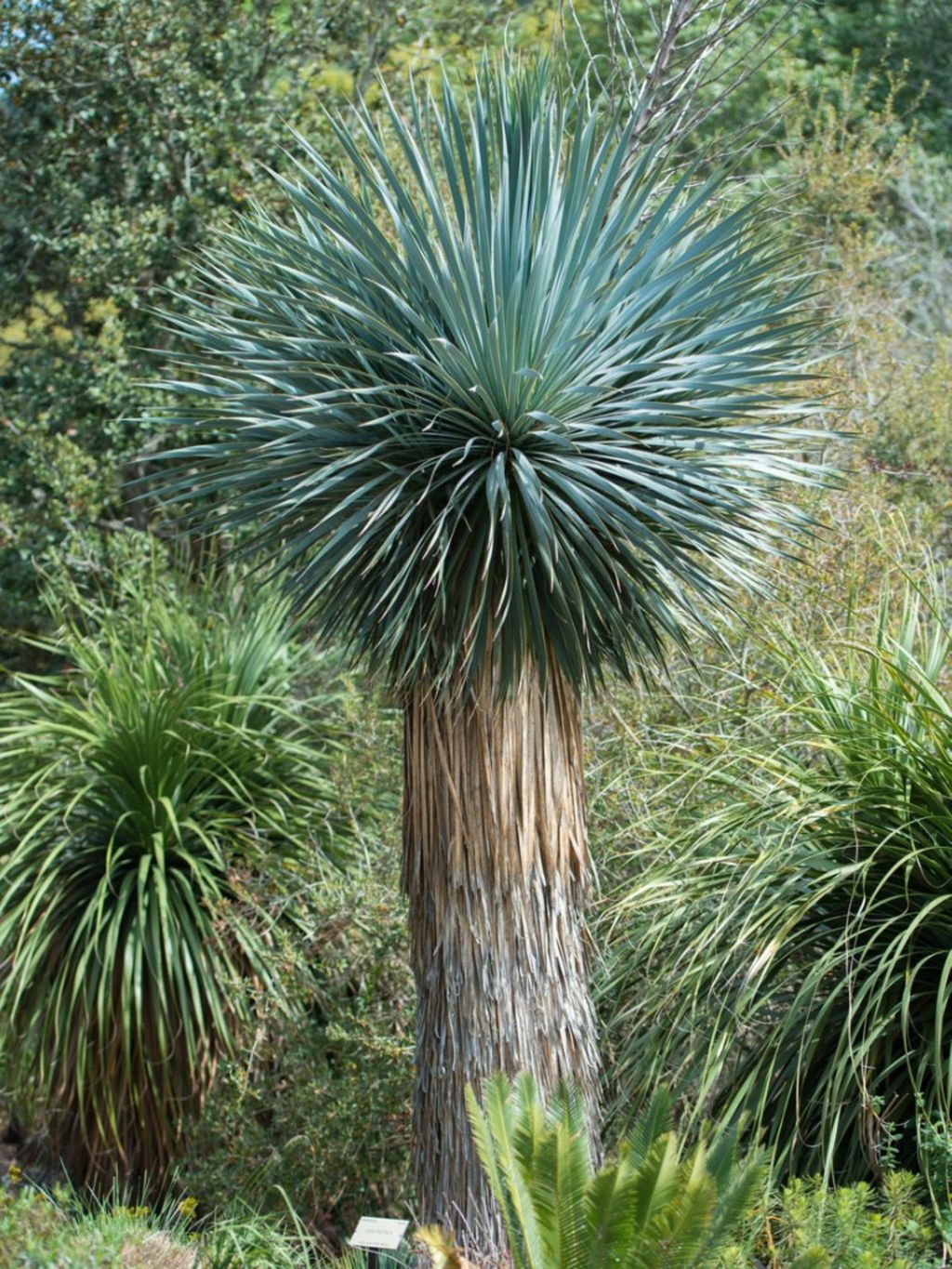 Beaked Yucca Plant Info: Tips On Growing Beaked Blue Yucca | Gardening ...
