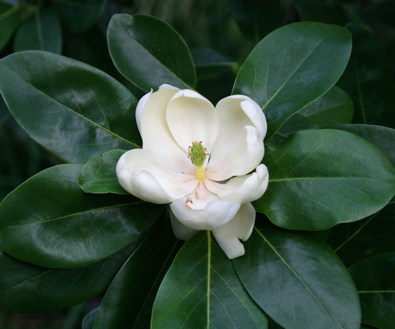 Best fragrant trees: recommended by gardening pros | Homes and Gardens