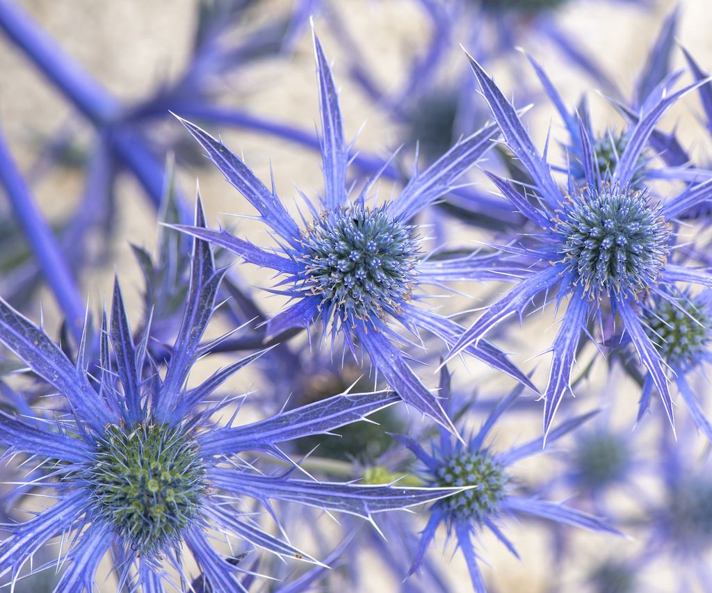 How to grow and care for eryngiums: 3 expert tips | Homes and Gardens