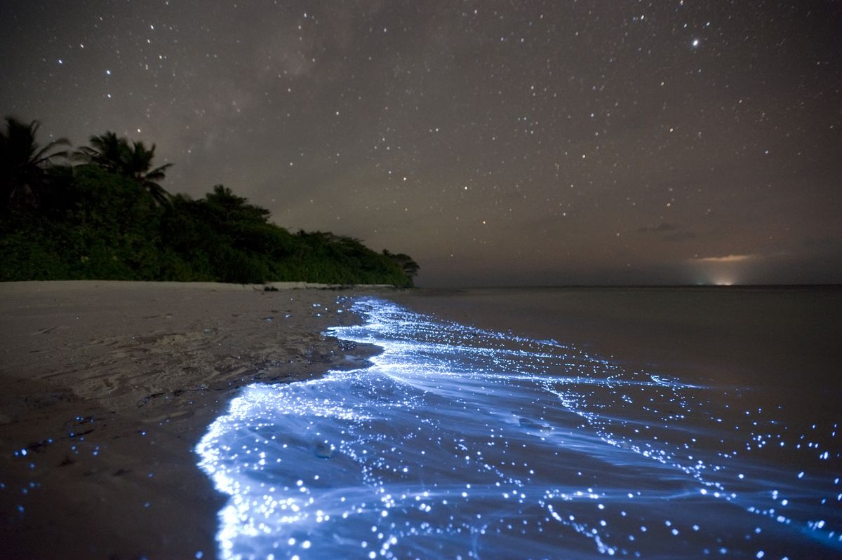 How to photograph Sea Sparkle: taking images of bioluminescent plankton ...