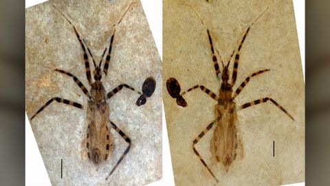 'Old murderer' bug died 50 million years ago, fossilized with its penis ...