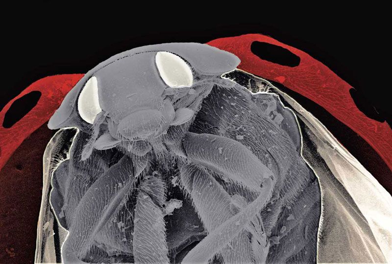 Microscopic Monsters: Gallery of Ugly Bugs | Live Science