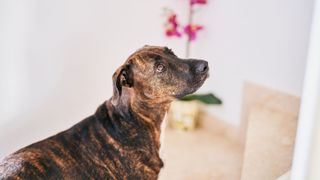 Brindle dog breeds with distinctive tiger-striped markings | PetsRadar
