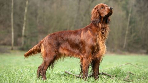 14 pointing dog breeds from around the world | PetsRadar