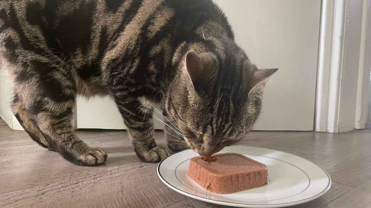 Amazon Prime Day cat deals: Big brands, small prices | PetsRadar