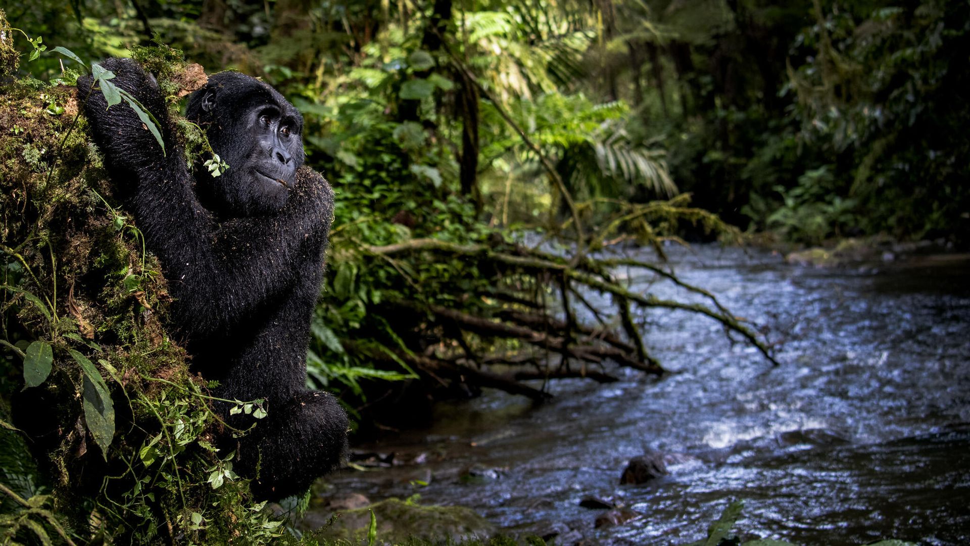 Stunning wildlife photography scoops top prize at Environmental ...