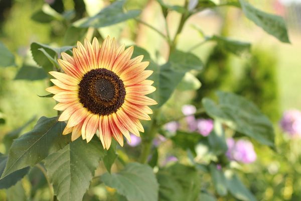 Tips & Information about Sunflowers | Gardening Know How