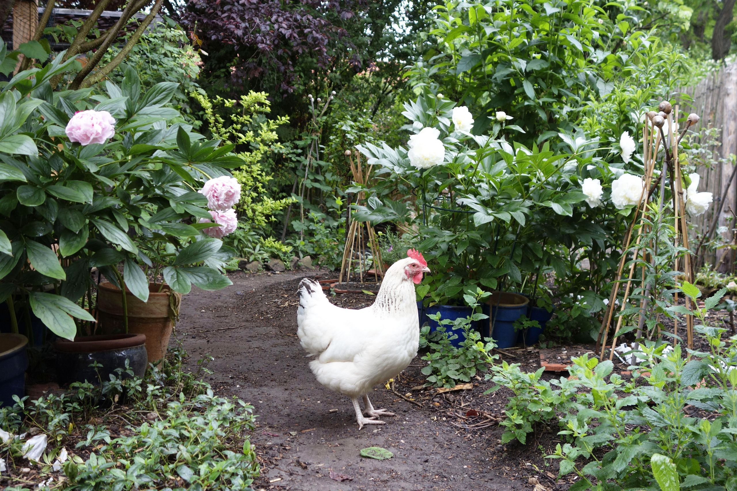 Arthur Parkinson: Chicken Licken isn’t just a children’s story about a ...