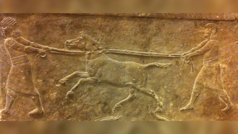 1st bioengineered hybrid animals discovered — in ancient Mesopotamia ...