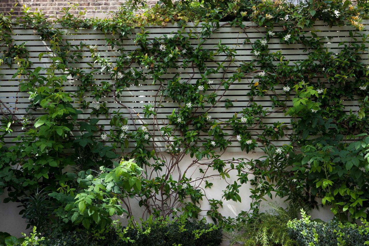 Trellis ideas for gardens: 15 chic screens to add plants, privacy and ...