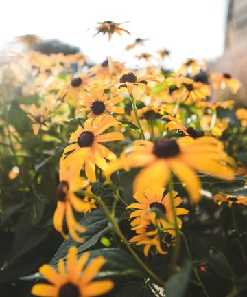 How to plant a prairie garden: expert tips to get the look | Homes and ...