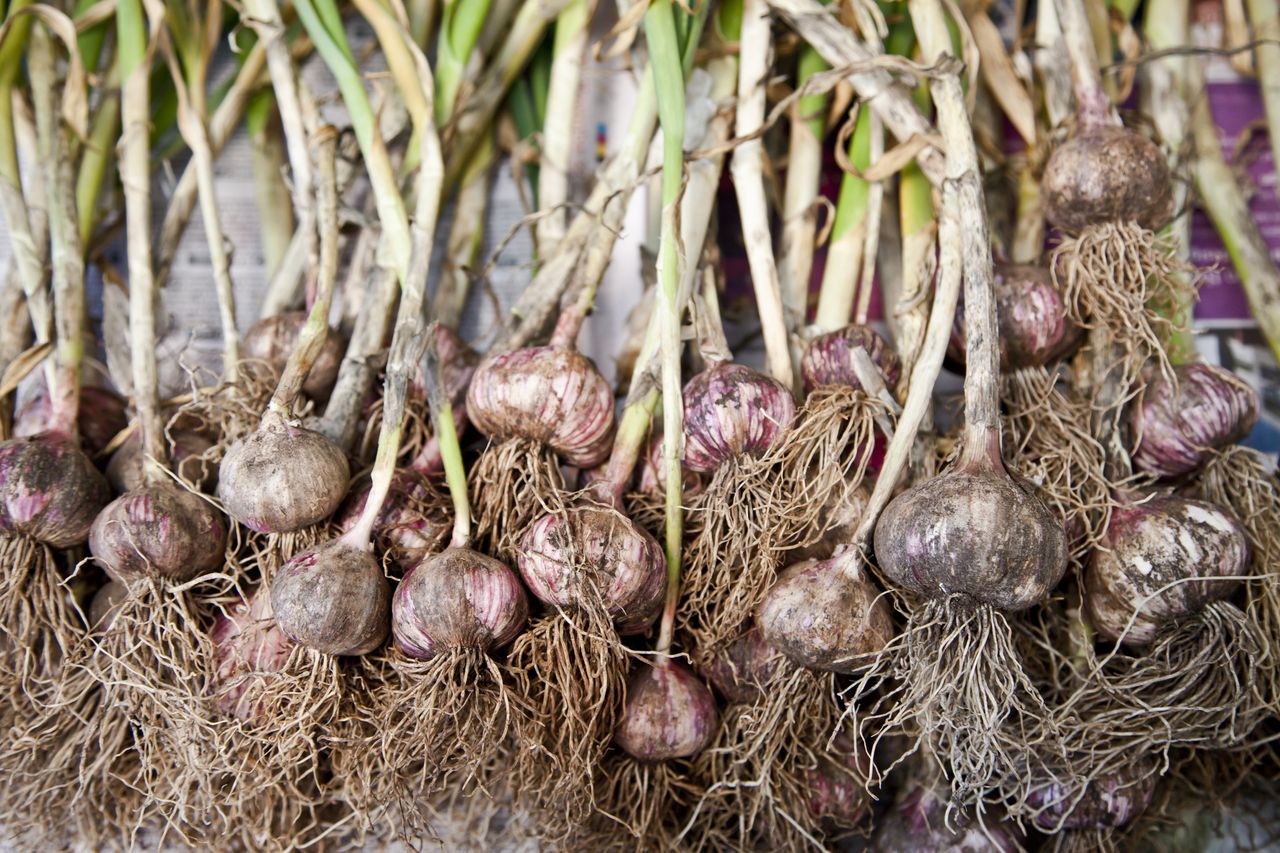 How to grow garlic: easy tips for growing this crop in your veg patch ...