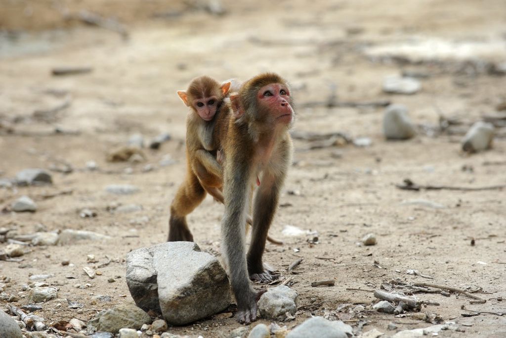 Cats and Lizards and Monkeys, Oh My! 9 Islands Ruled by Animals | Live ...
