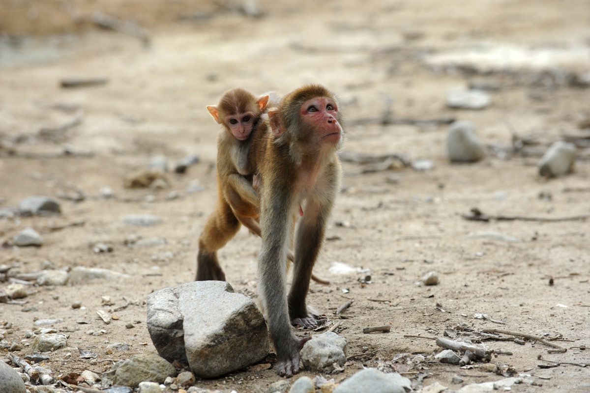 Cats and Lizards and Monkeys, Oh My! 9 Islands Ruled by Animals | Live ...