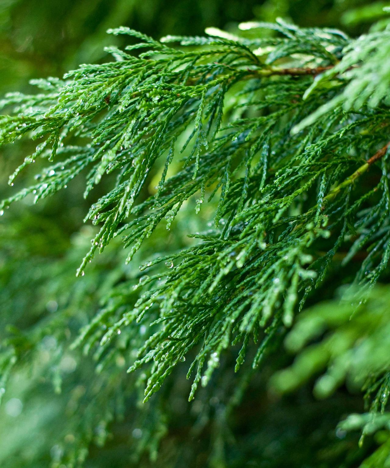 The worst trees to plant near a pool and why | Homes and Gardens