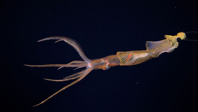 Watch elusive, sucker-less squid in rare footage captured off the ...