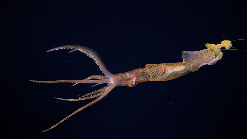 Squids News - all the latest about Squids | Live Science