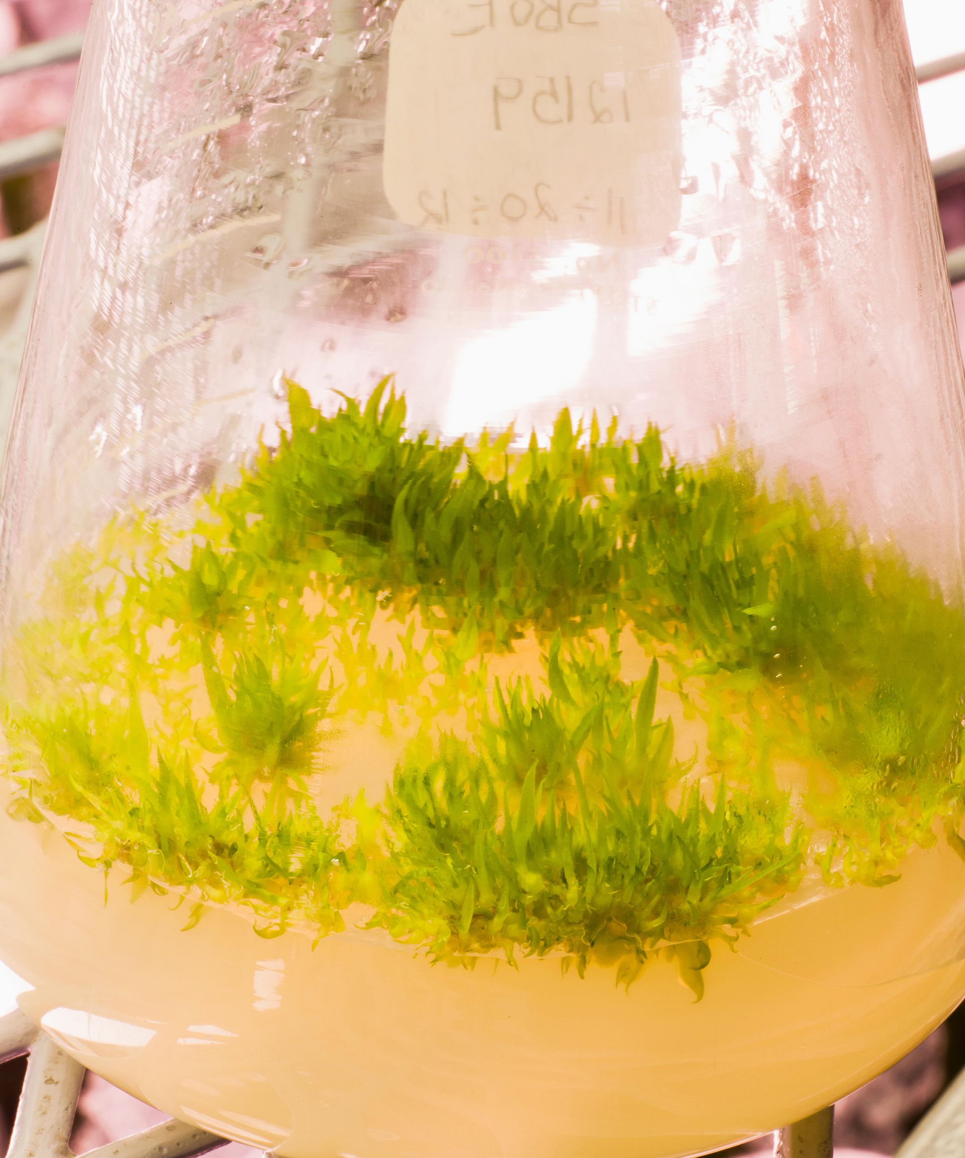 How To Propagate Orchids: 4 Methods To Grow Your Collection | Gardening ...