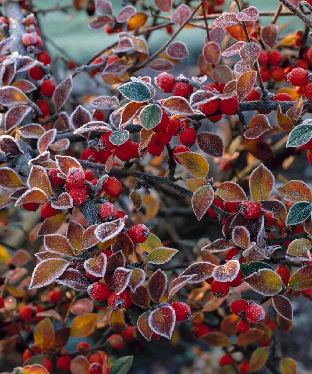 Shrubs with winter berries: 10 colorful choices | Homes and Gardens